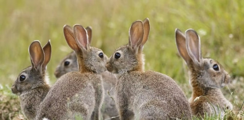 Feral Animals Meaning, What Are They? | Australian Marksmanship