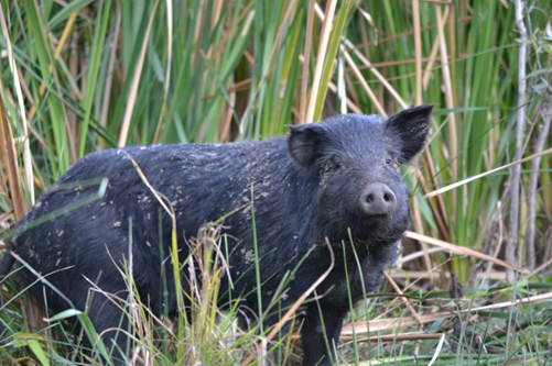 Feral Pig Control| Australian Marksmanship Services