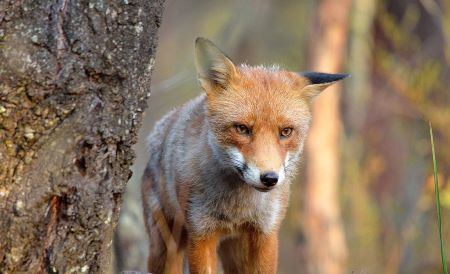 Feral Fox Control | Australian Marksmanship Services