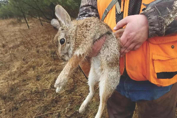 Rabbit Shooting Specialist | Australian Marksmanship Services
