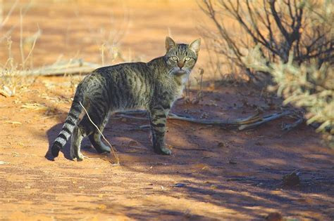 How To Get Rid Of Feral Cats?| Australian Marksmanship Services