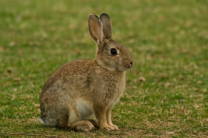 Control Rabbits NSW| Australian Marksmanship Services