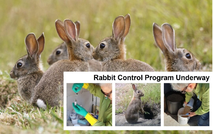 Rabbit Pests Control Campaign | Australian Marksmanship Services