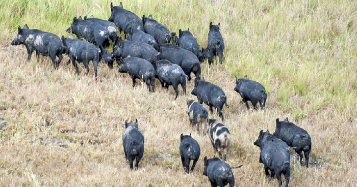 Feral Pigs| Australian Marksmanship Services