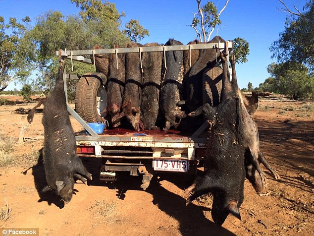 Pig Shooting Australia, Experts| Australian Marksmanship Services